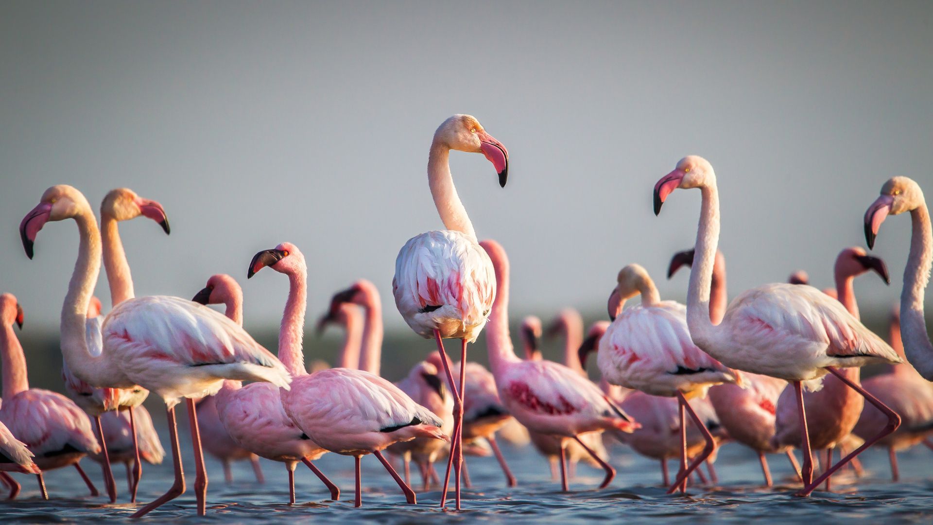 Places To See Migratory Birds In India (And The Best Time To Spot)
