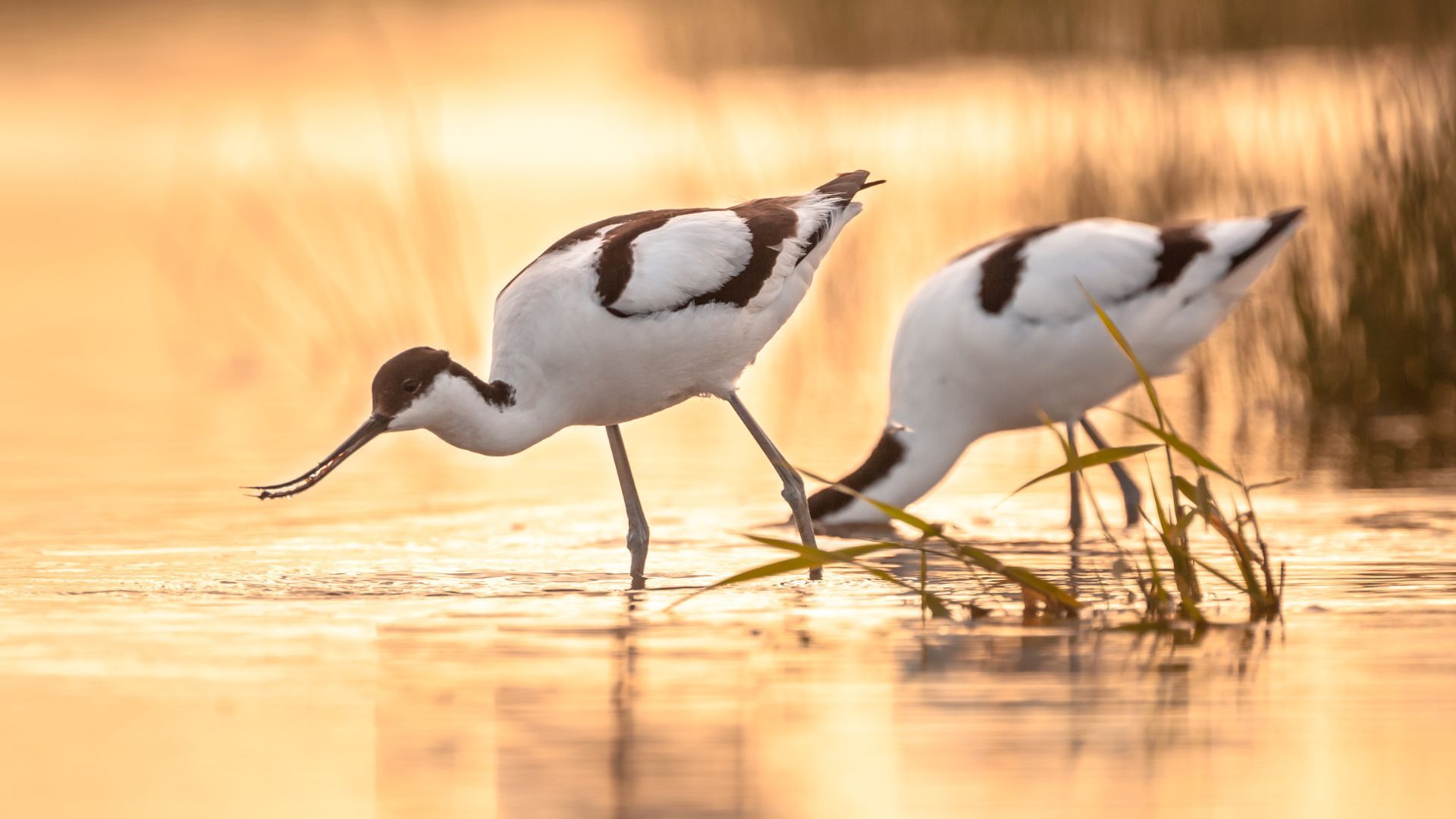 Places To See Migratory Birds In India (And The Best Time To Spot)