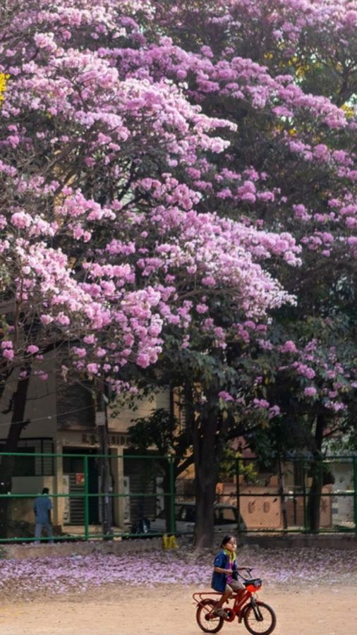 You Can Witness Cherry Blossoms At These Places In India