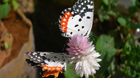 Butterfly Gardens In India: Walk Amidst Nature's Winged Wonders