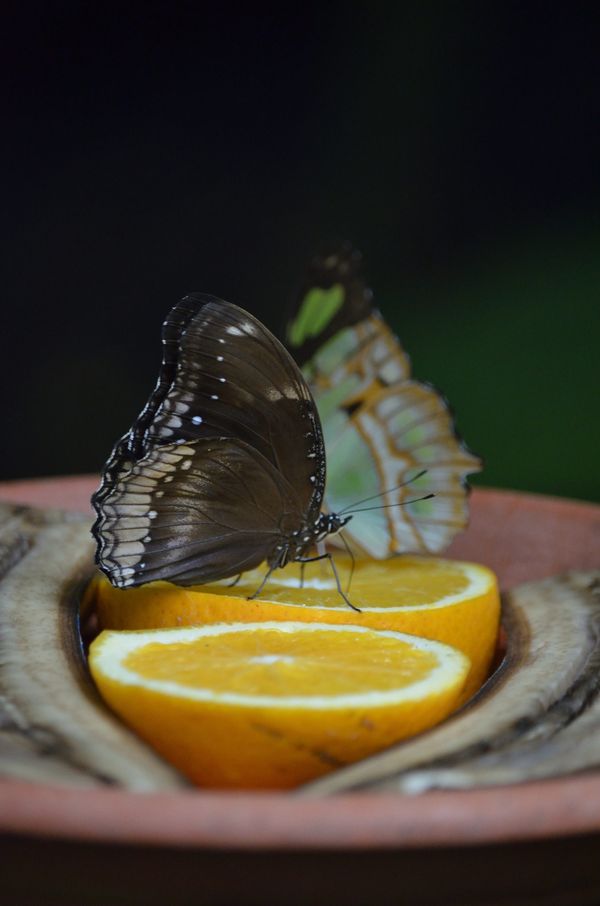 Butterfly Gardens In India: Walk Amidst Nature's Winged Wonders
