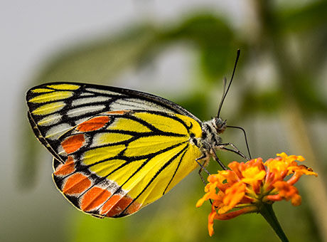 Butterfly Gardens In India: Walk Amidst Nature's Winged Wonders