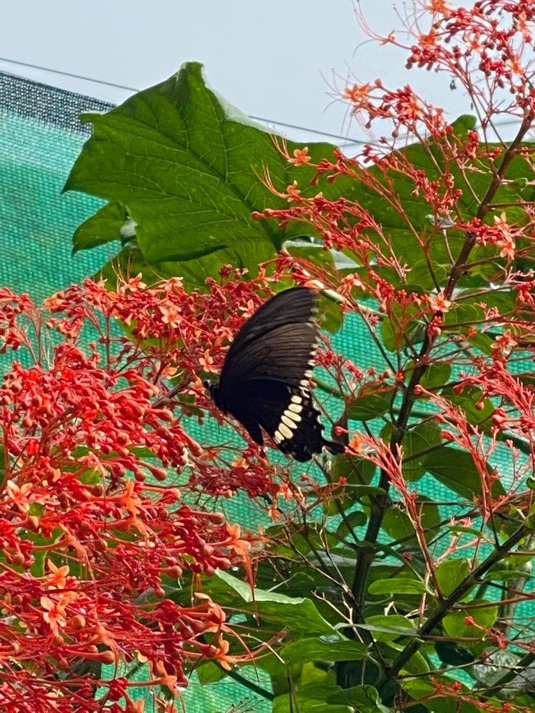 Butterfly Gardens In India: Walk Amidst Nature's Winged Wonders