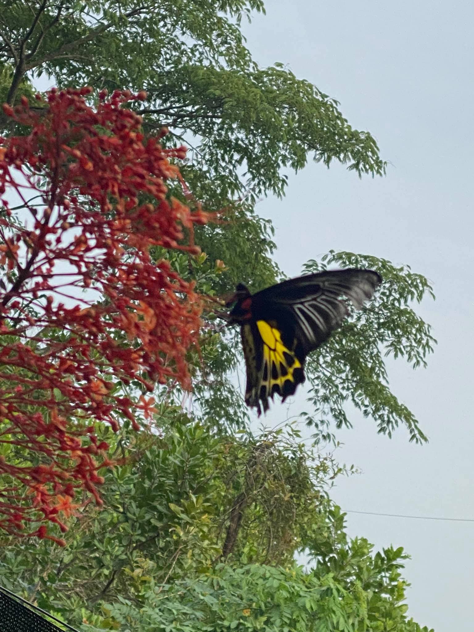 Butterfly Gardens In India: Walk Amidst Nature's Winged Wonders