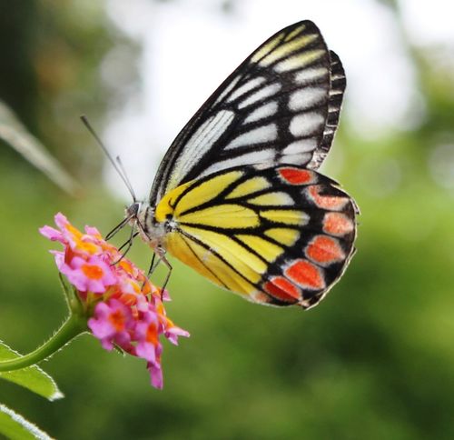 Butterfly Gardens In India: Walk Amidst Nature's Winged Wonders