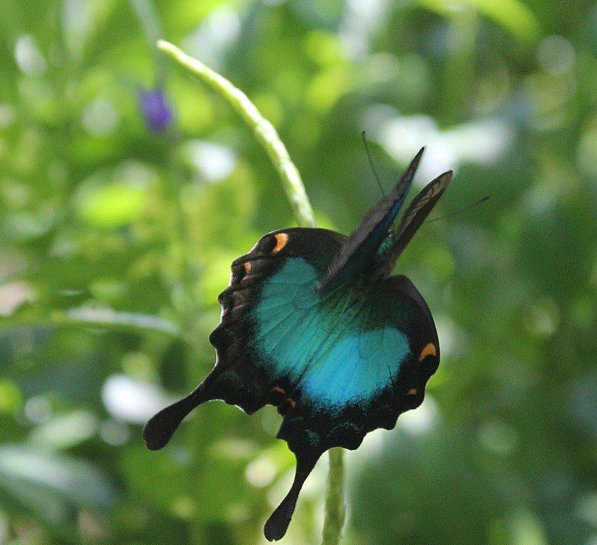 Butterfly Gardens In India: Walk Amidst Nature's Winged Wonders