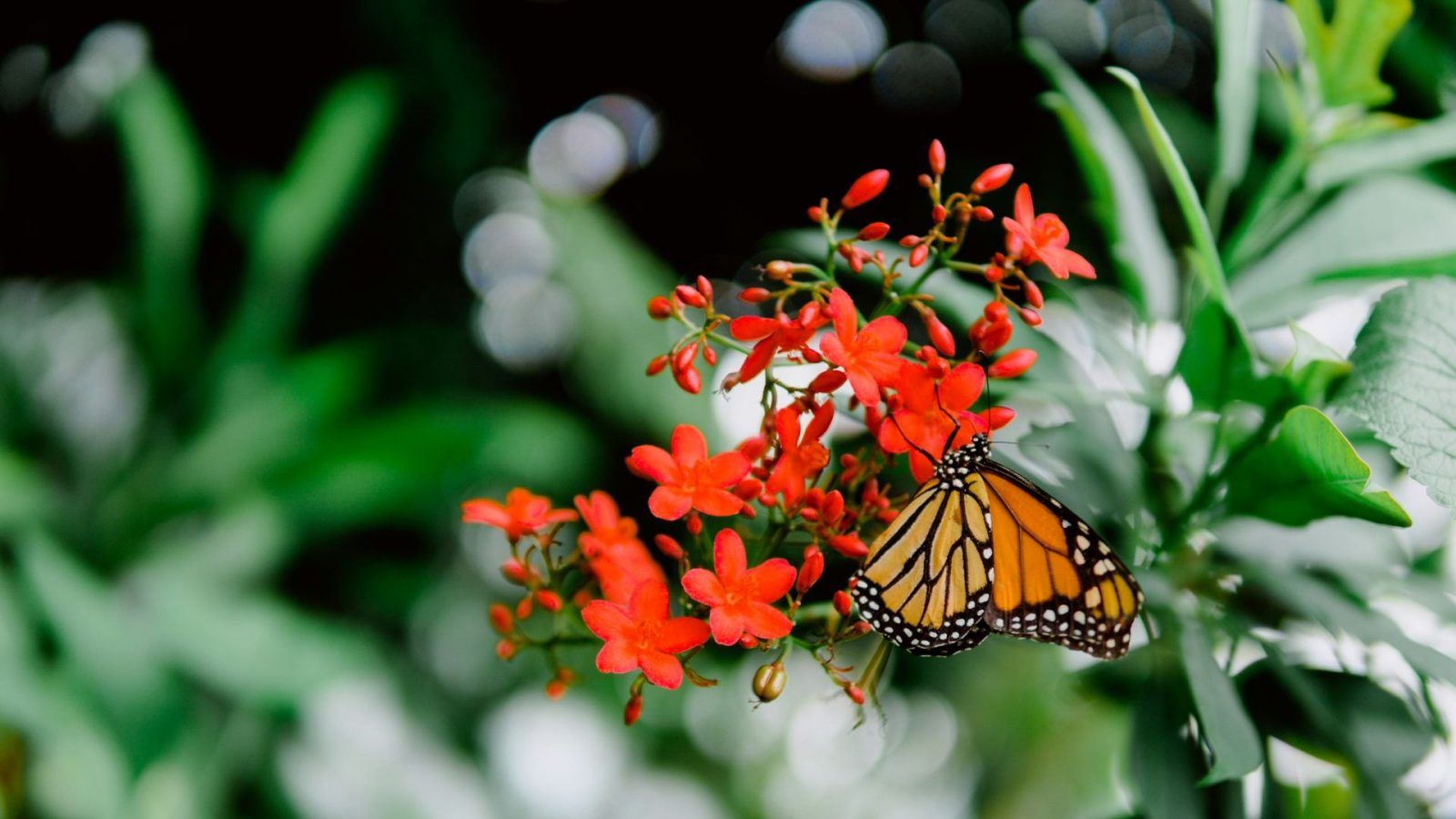 Butterfly Gardens In India: Walk Amidst Nature's Winged Wonders