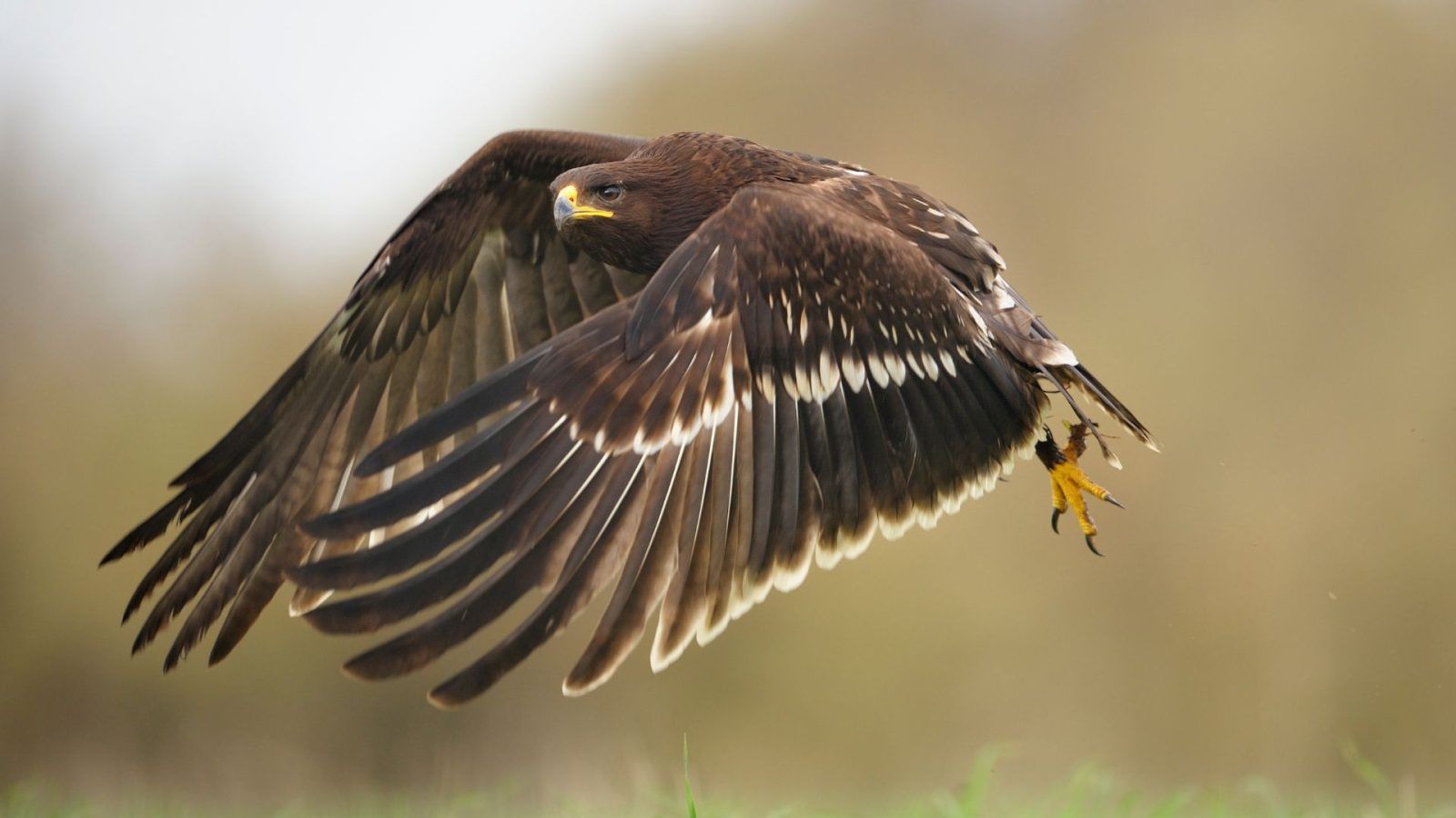 Places To See Migratory Birds In India (And The Best Time To Spot)