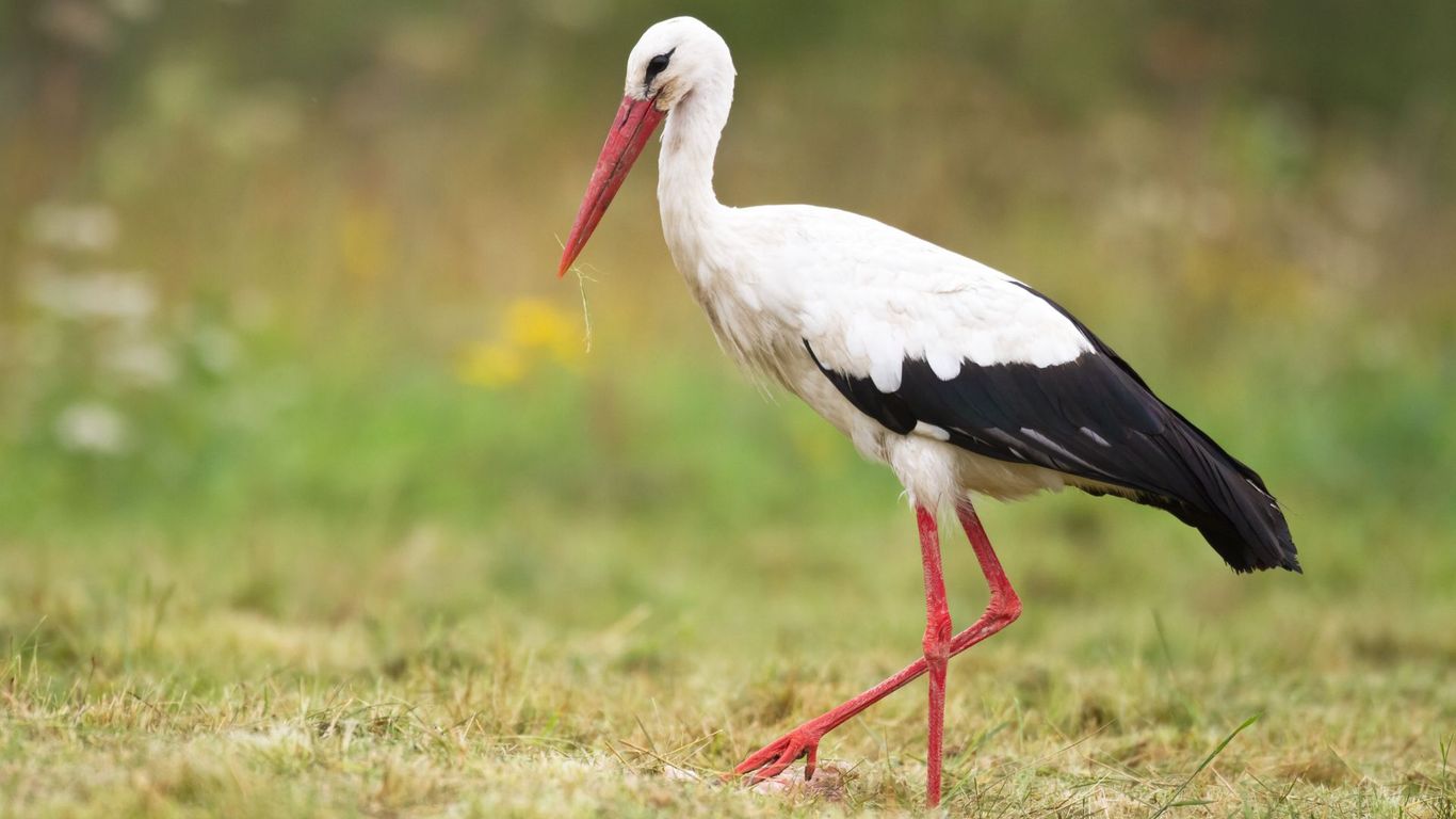 Places To See Migratory Birds In India (And The Best Time To Spot)
