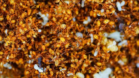 Red Ant Chutney From Odisha Gets GI Tag: Know All About The Superfood