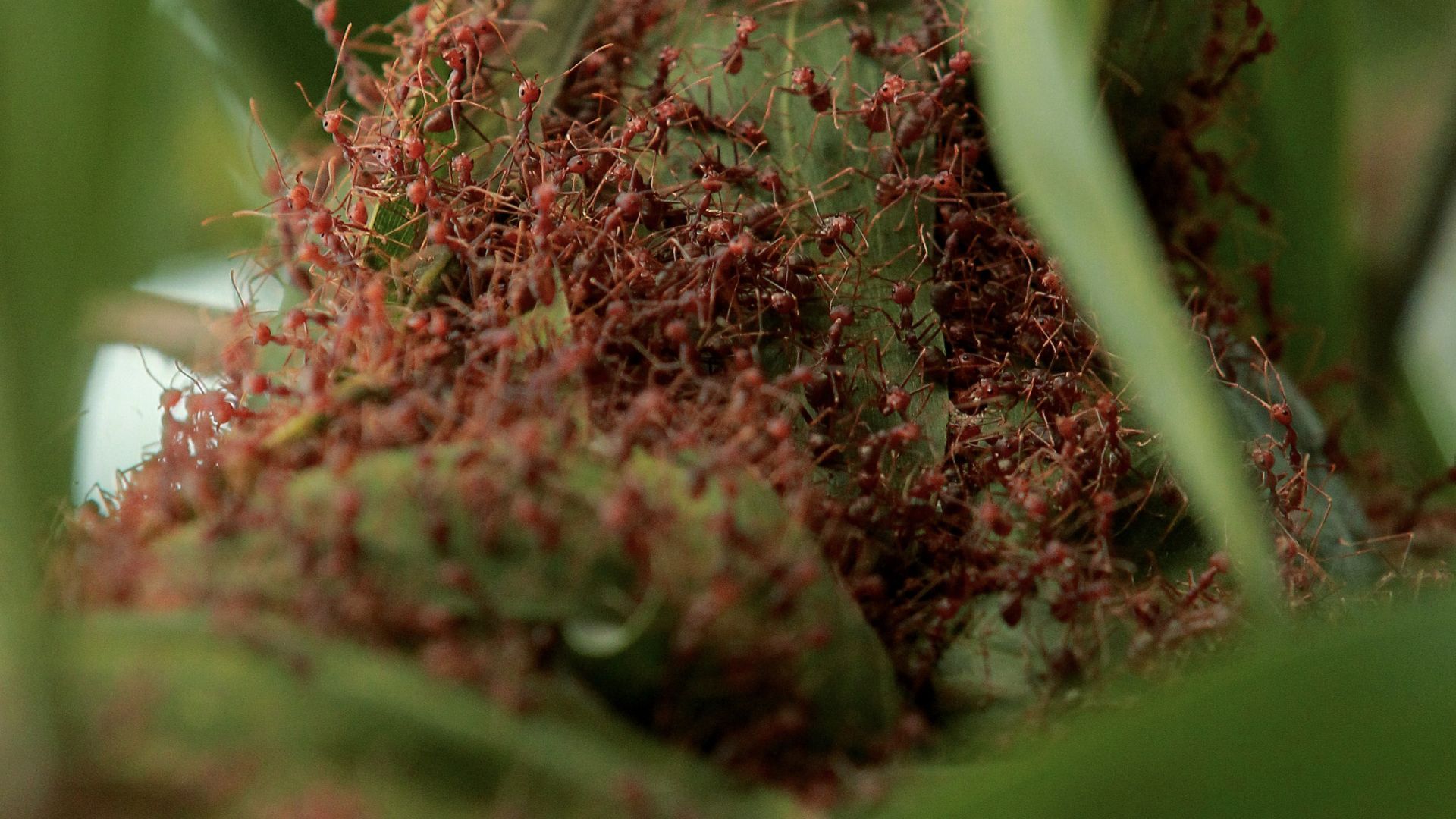 Red Ant Chutney From Odisha Gets GI Tag: Know All About The Superfood