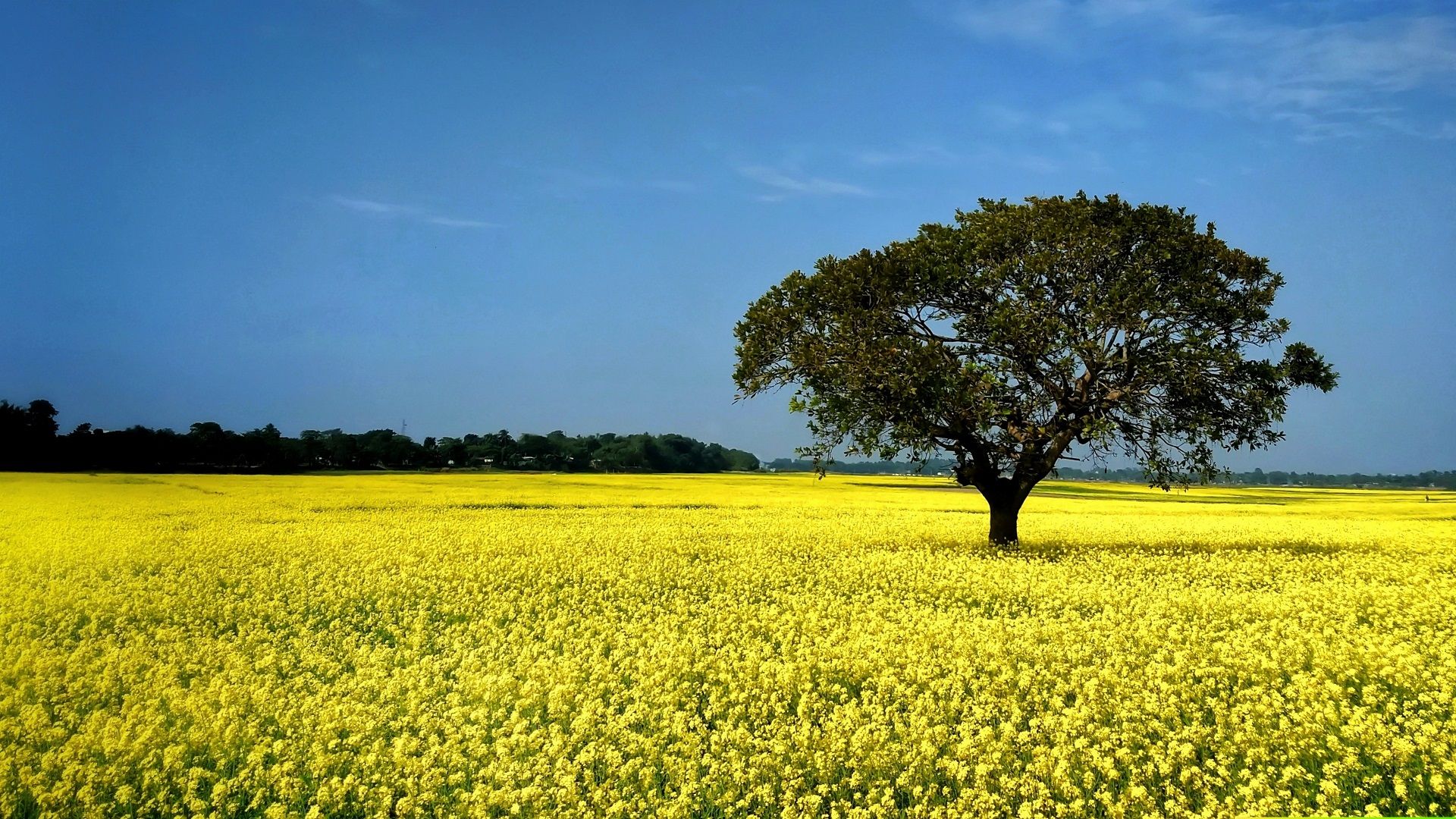 Most Beautiful Places In Assam, From Guwahati To Majuli