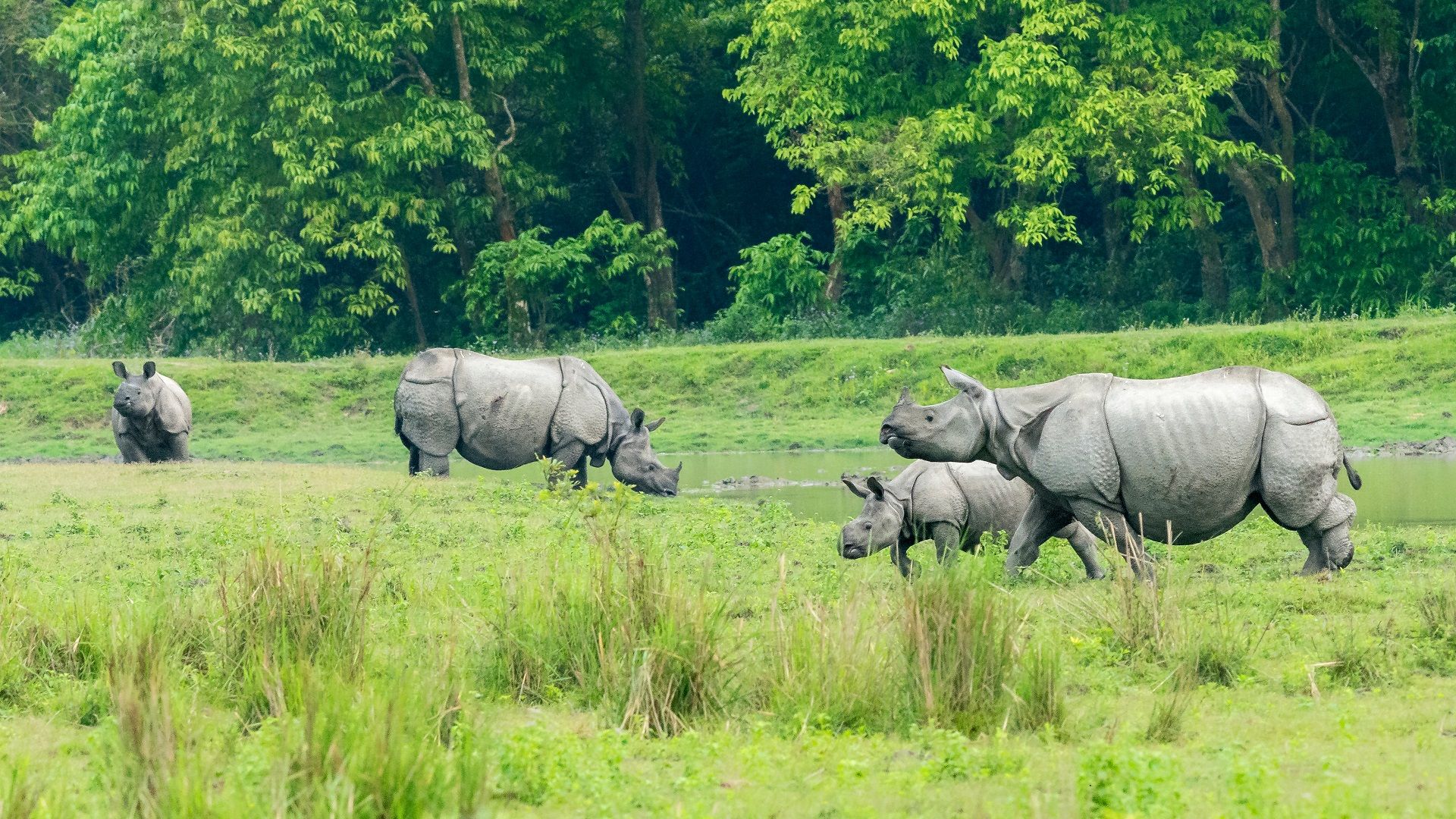 Most Beautiful Places In Assam, From Guwahati To Majuli