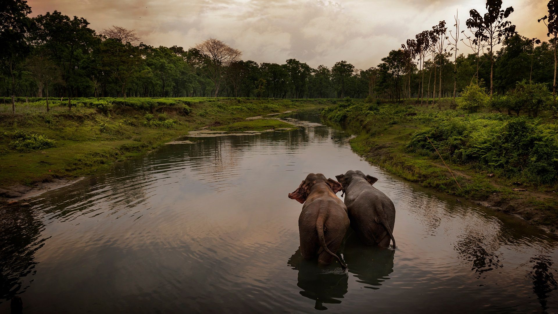 Most Beautiful Places In Assam, From Guwahati To Majuli