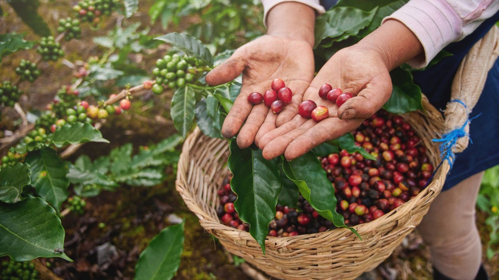 Lesser-Known Coffee Producing States In India