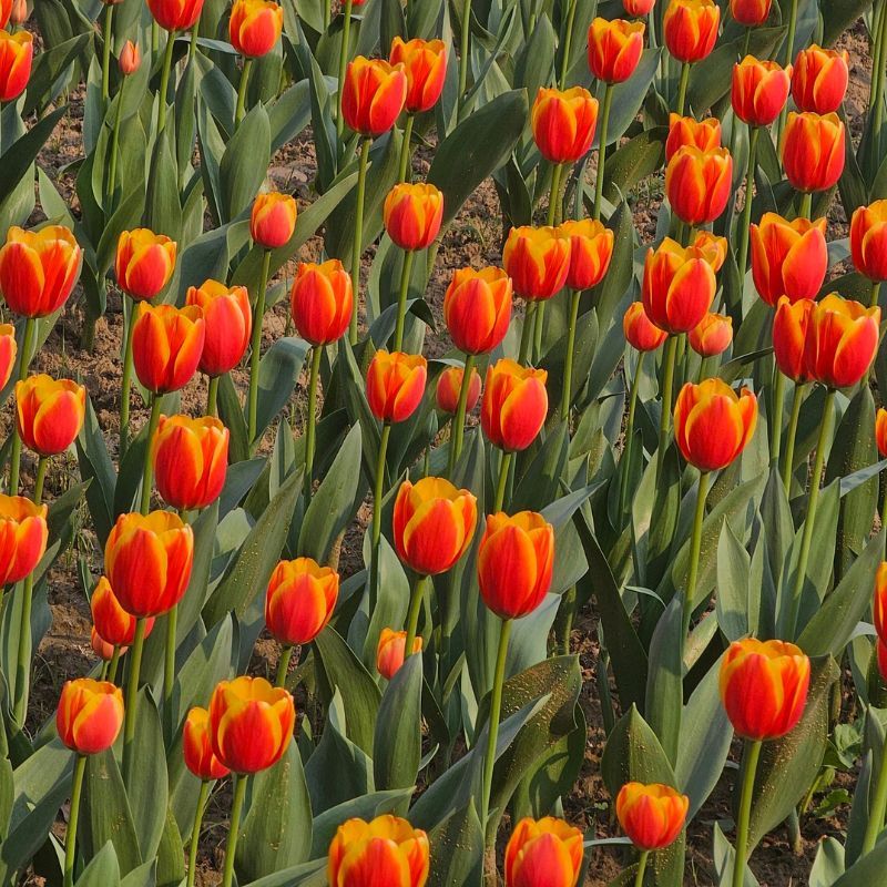 Tulip Festival Archives | Travel and Leisure Asia | India