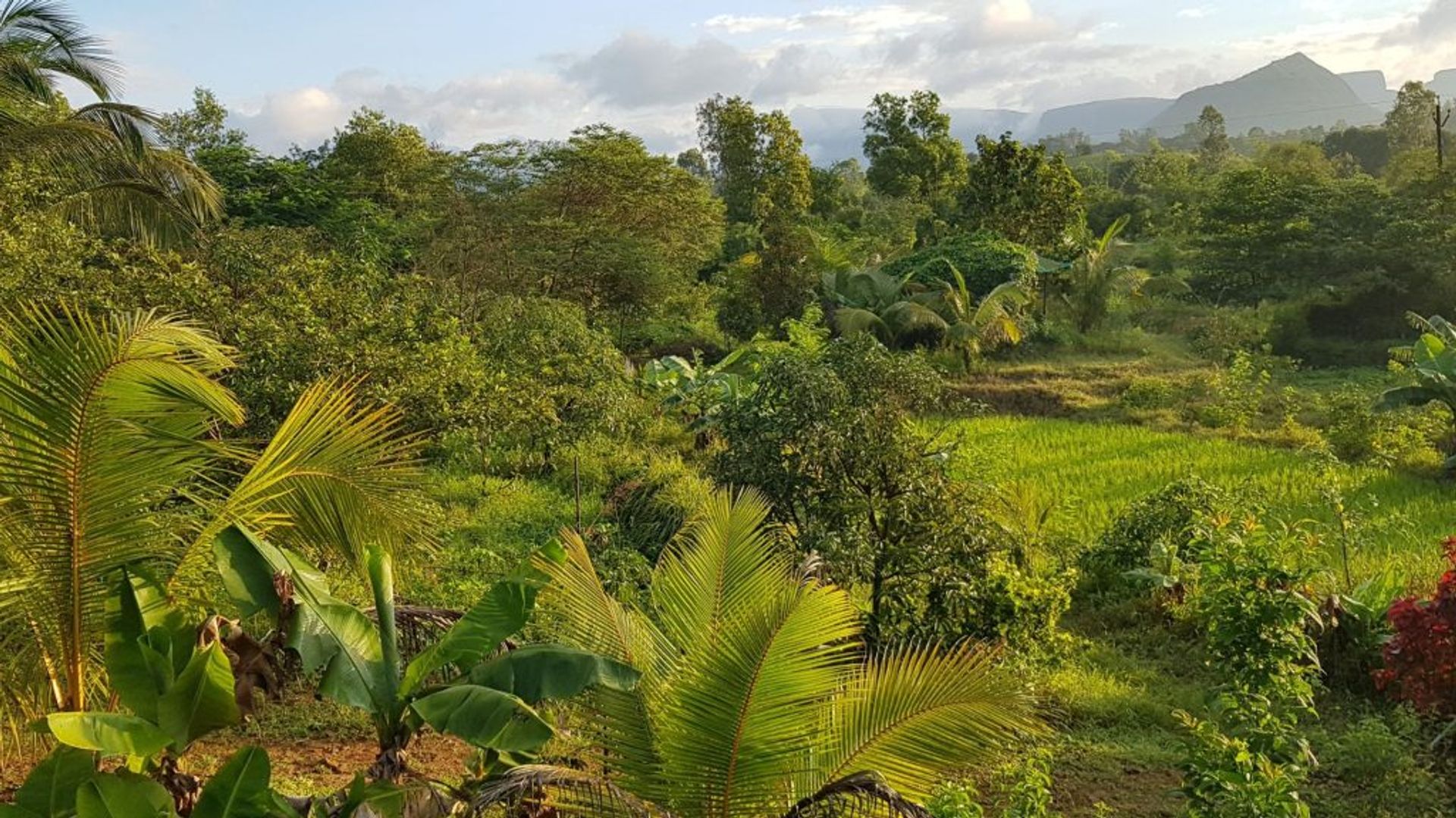 Meet The Couple That Turned A Barren Land Into Suma Forest, Nashik