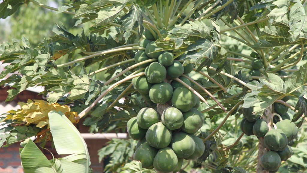 Meet The Couple That Turned A Barren Land Into Suma Forest, Nashik