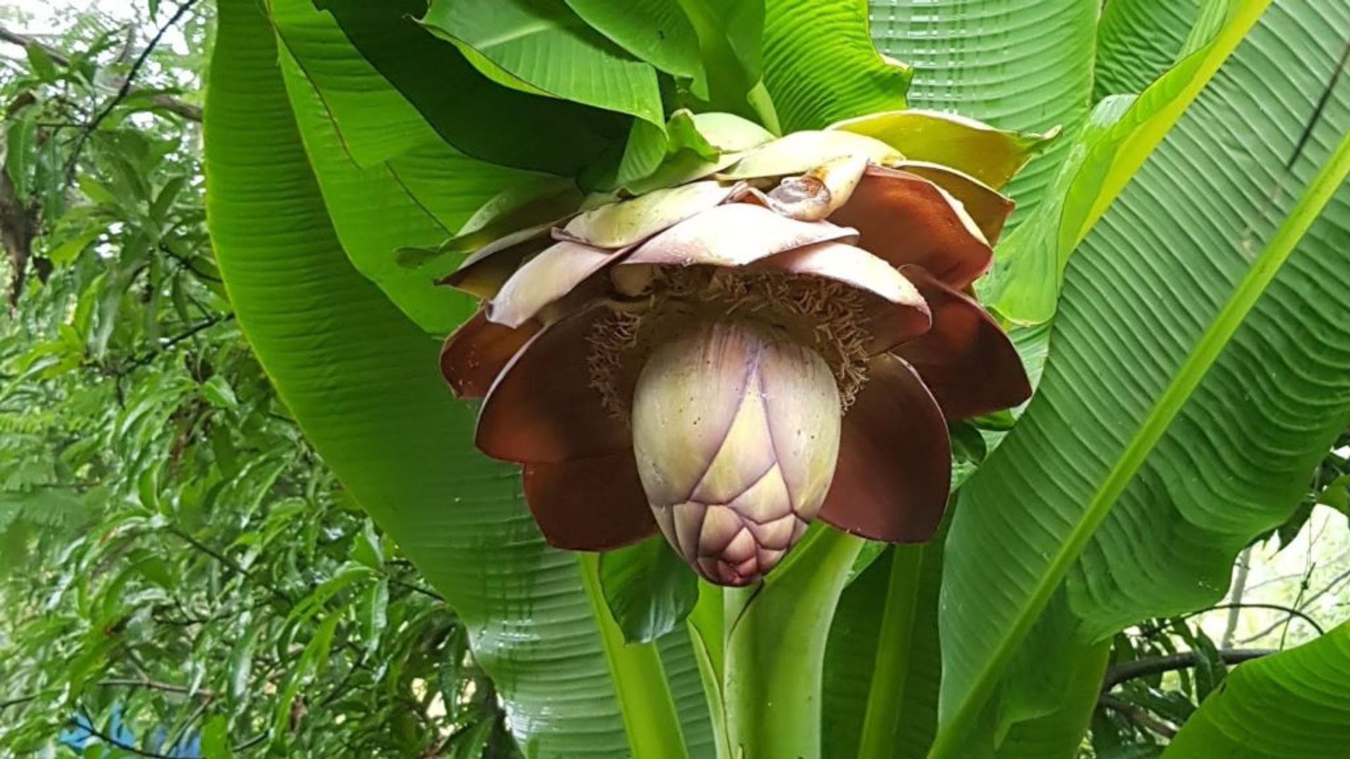 Meet The Couple That Turned A Barren Land Into Suma Forest, Nashik