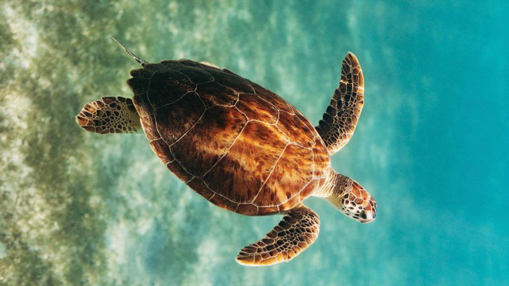 St. Croix: Where Conservation Meets Caribbean Charm