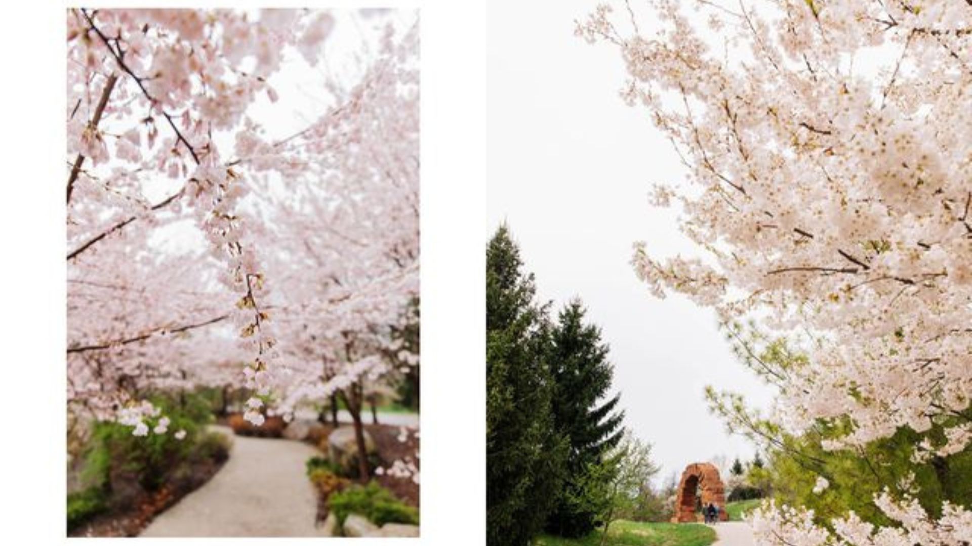 This Michigan Garden Has One of the Best Cherry Blossom Displays