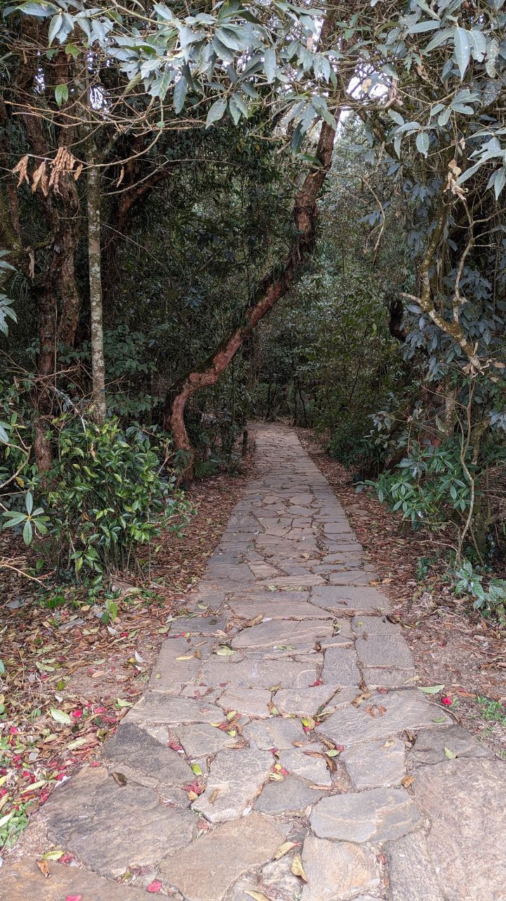 Mawphlang Sacred Forest In Beautiful Pictures