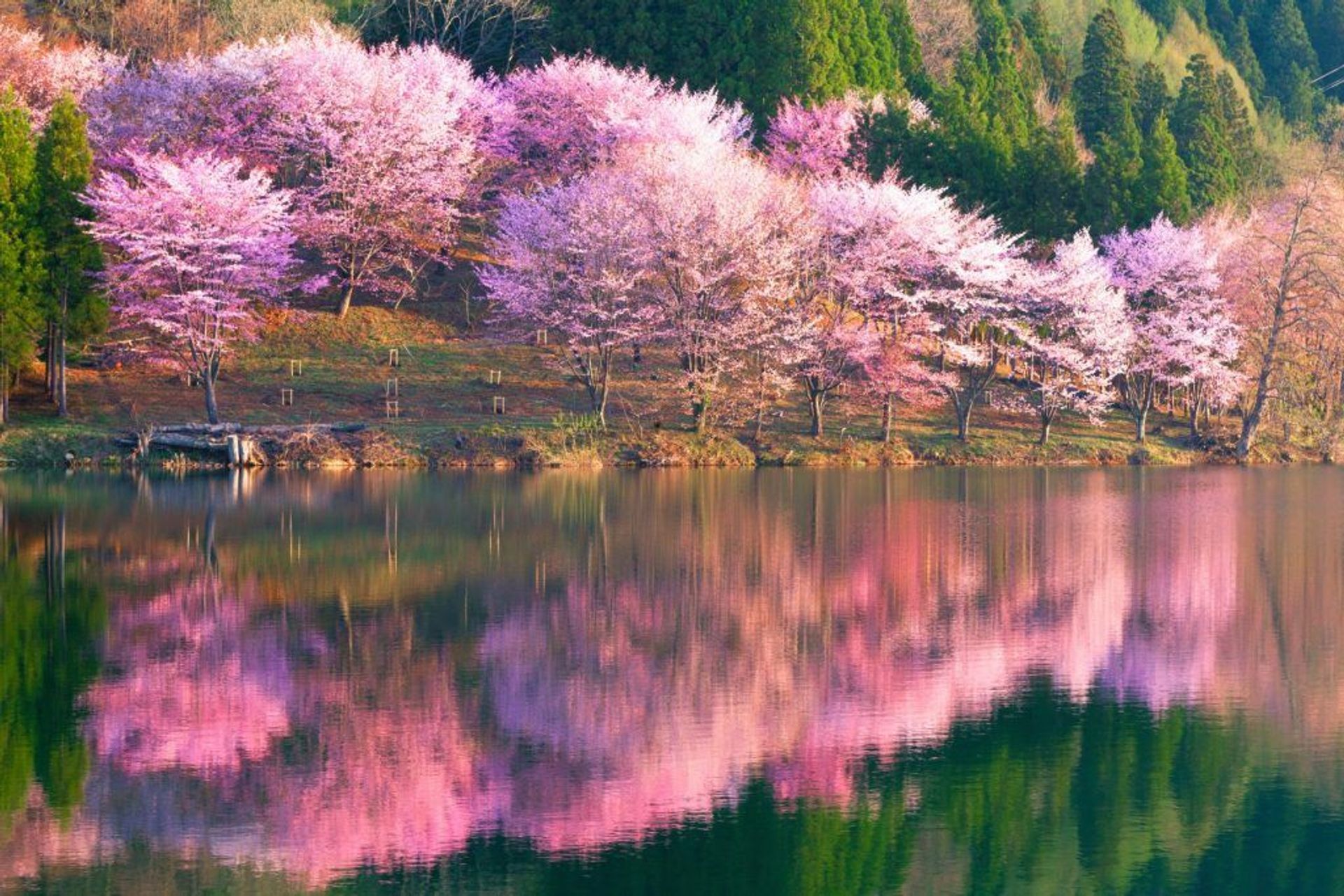 It’s Sakura Season! Here Are 5 Tips To Avoiding Tourist Gridlock In Japan