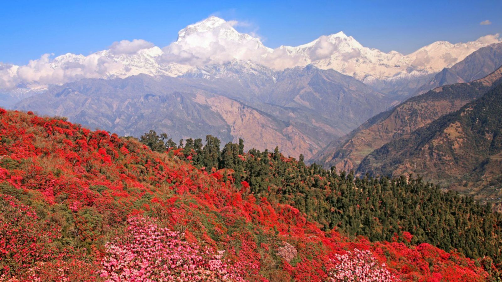 Rhododendron Treks In The Himalayas: A Floral Adventure Awaits