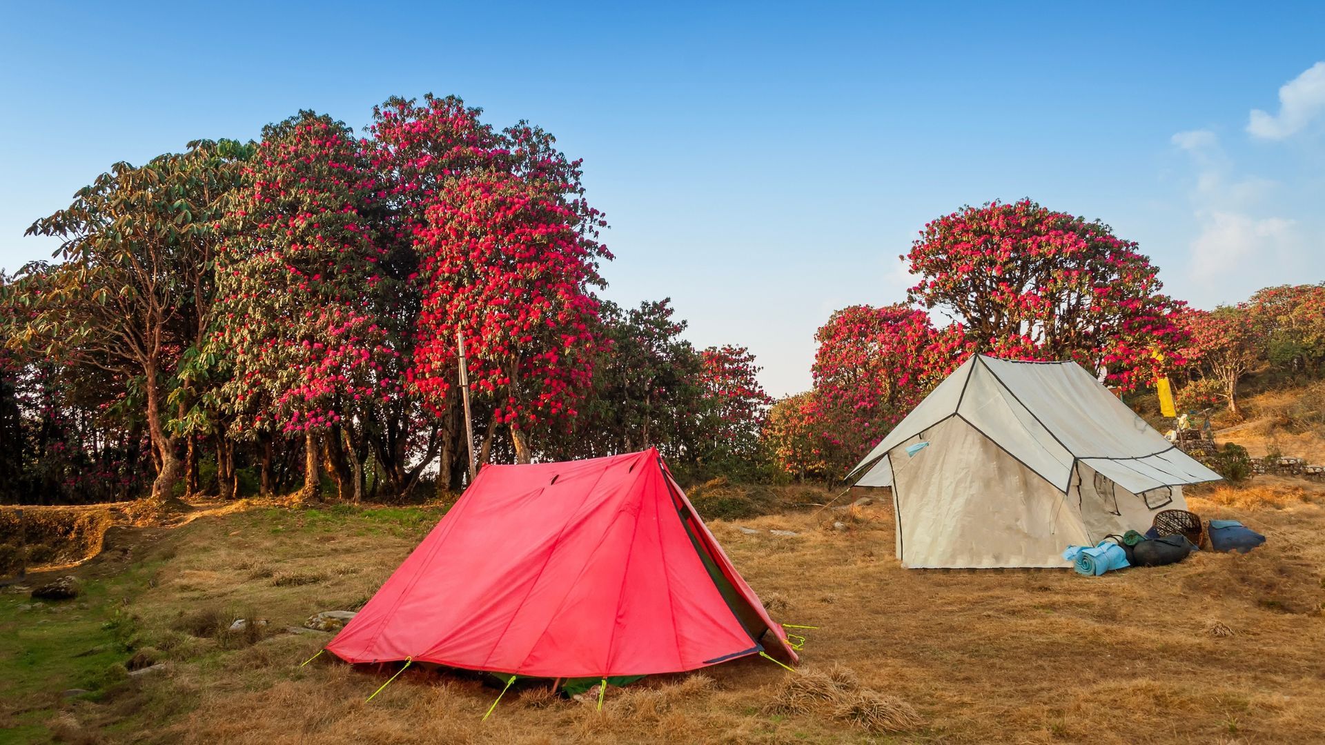 Rhododendron Treks In The Himalayas: A Floral Adventure Awaits