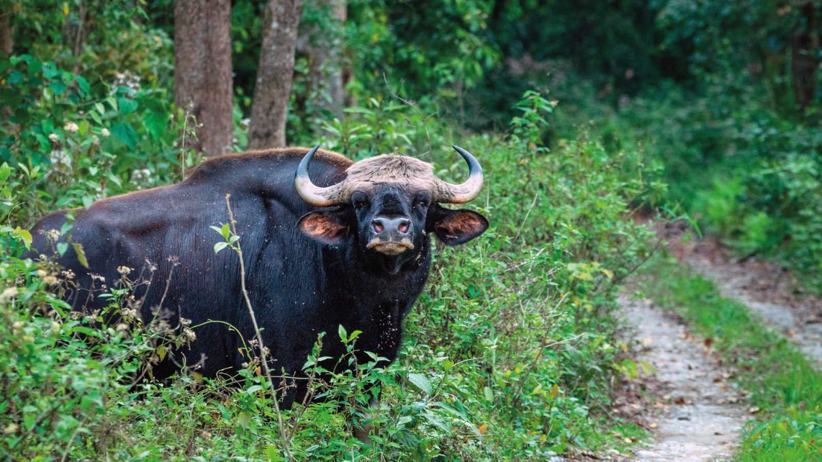 Through The Lens: The Elusive Creatures Of Chitwan National Park, Nepal