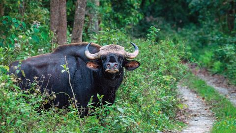 Through The Lens: The Elusive Creatures Of Chitwan National Park, Nepal