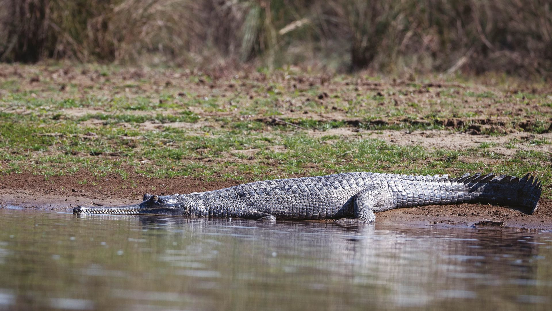 Through The Lens: The Elusive Creatures Of Chitwan National Park, Nepal