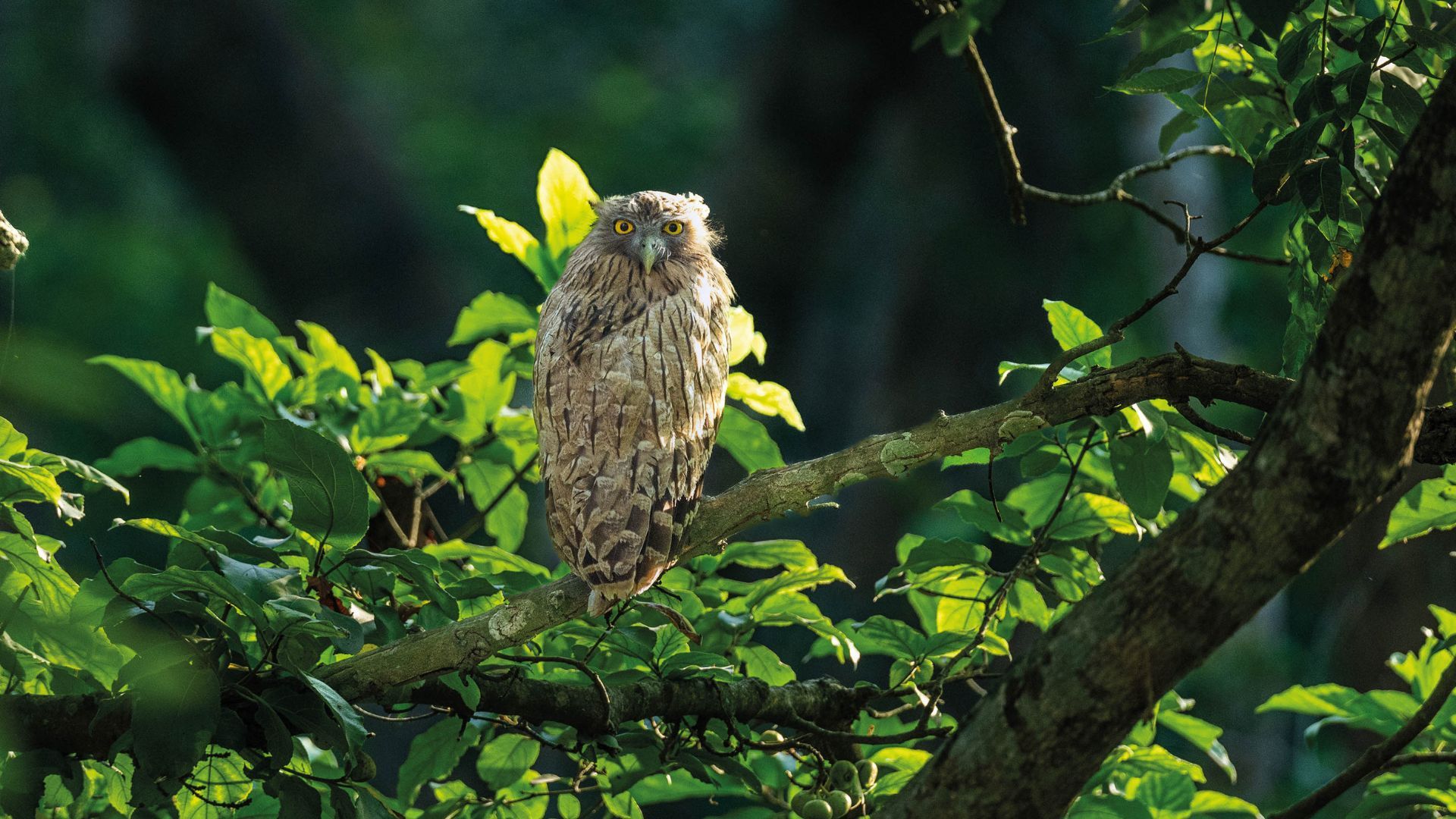 Through The Lens: The Elusive Creatures Of Chitwan National Park, Nepal