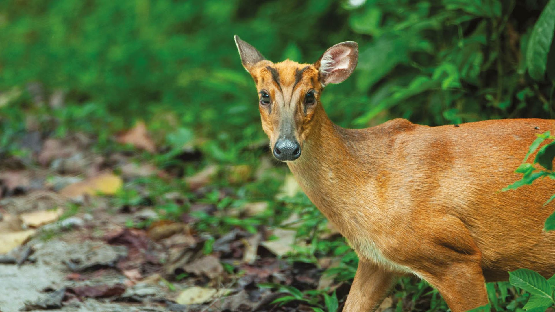Through The Lens: The Elusive Creatures Of Chitwan National Park, Nepal