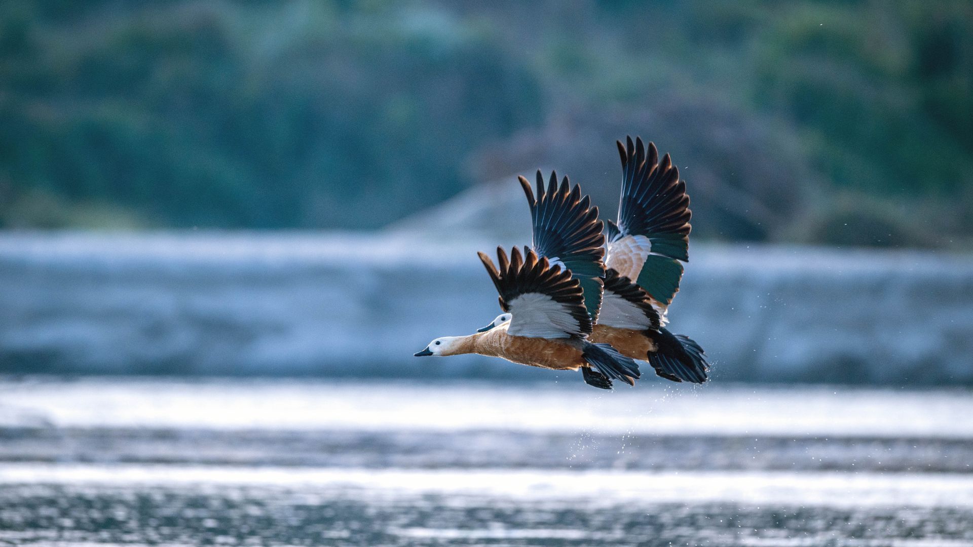 Through The Lens: The Elusive Creatures Of Chitwan National Park, Nepal