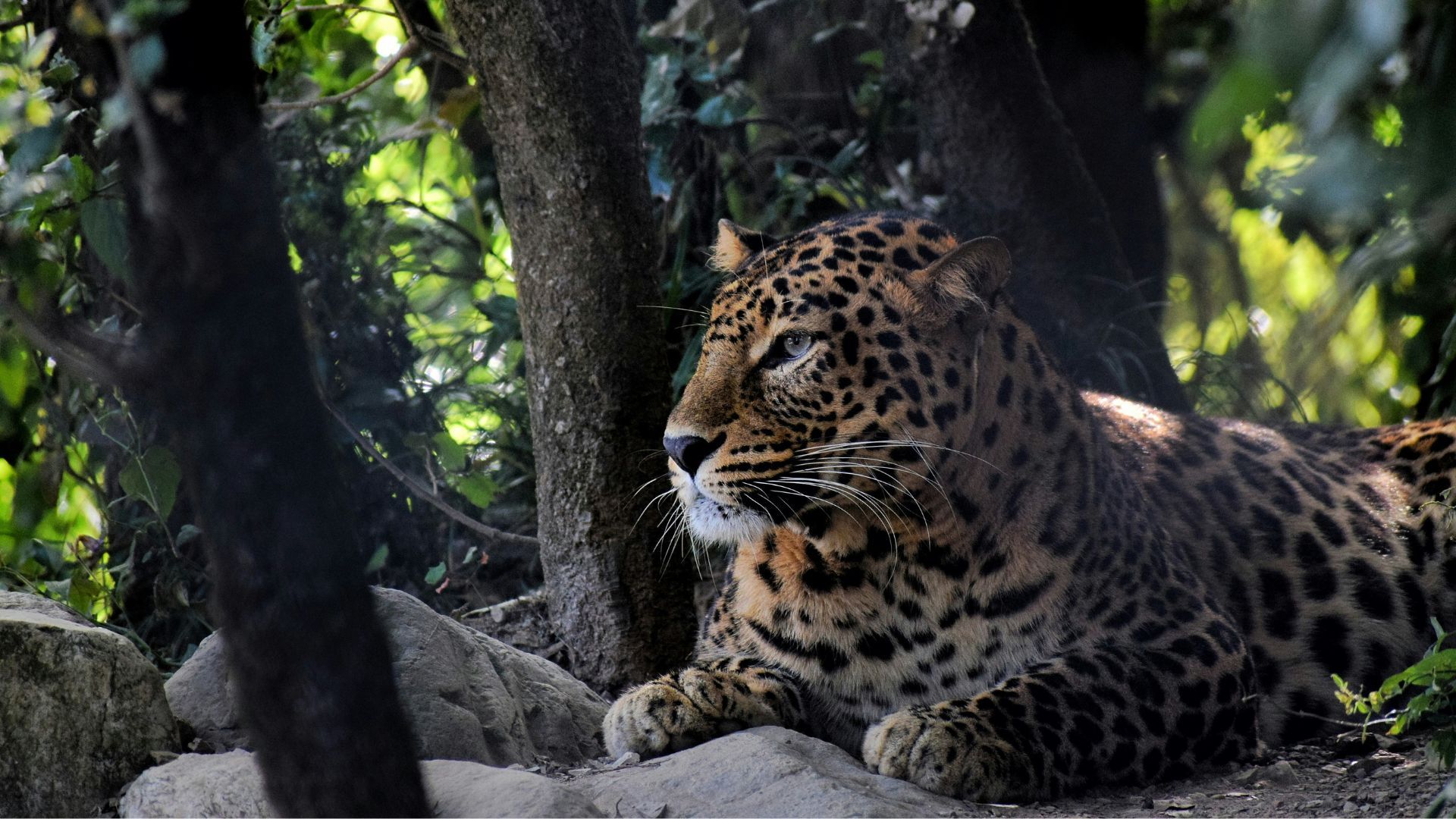 How To Reach Jim Corbett: Routes, Transport Options, And More