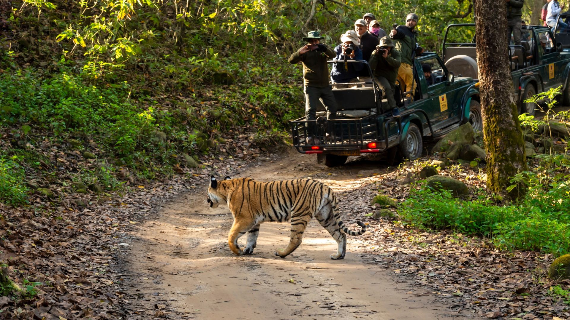 How To Reach Jim Corbett: Routes, Transport Options, And More
