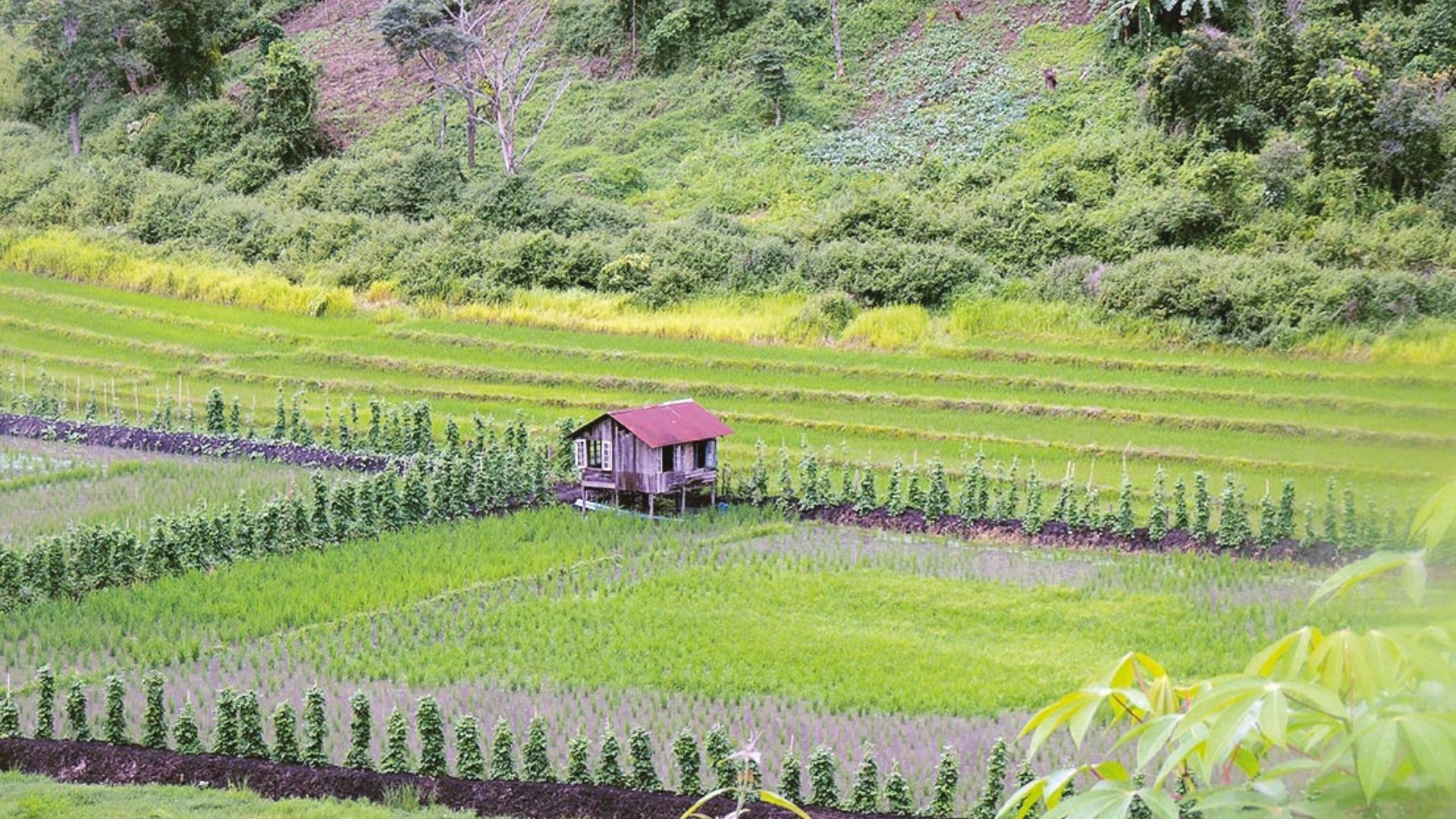 Exploring Champhai: A Road Trip Through Mizoram, India's Happiest State