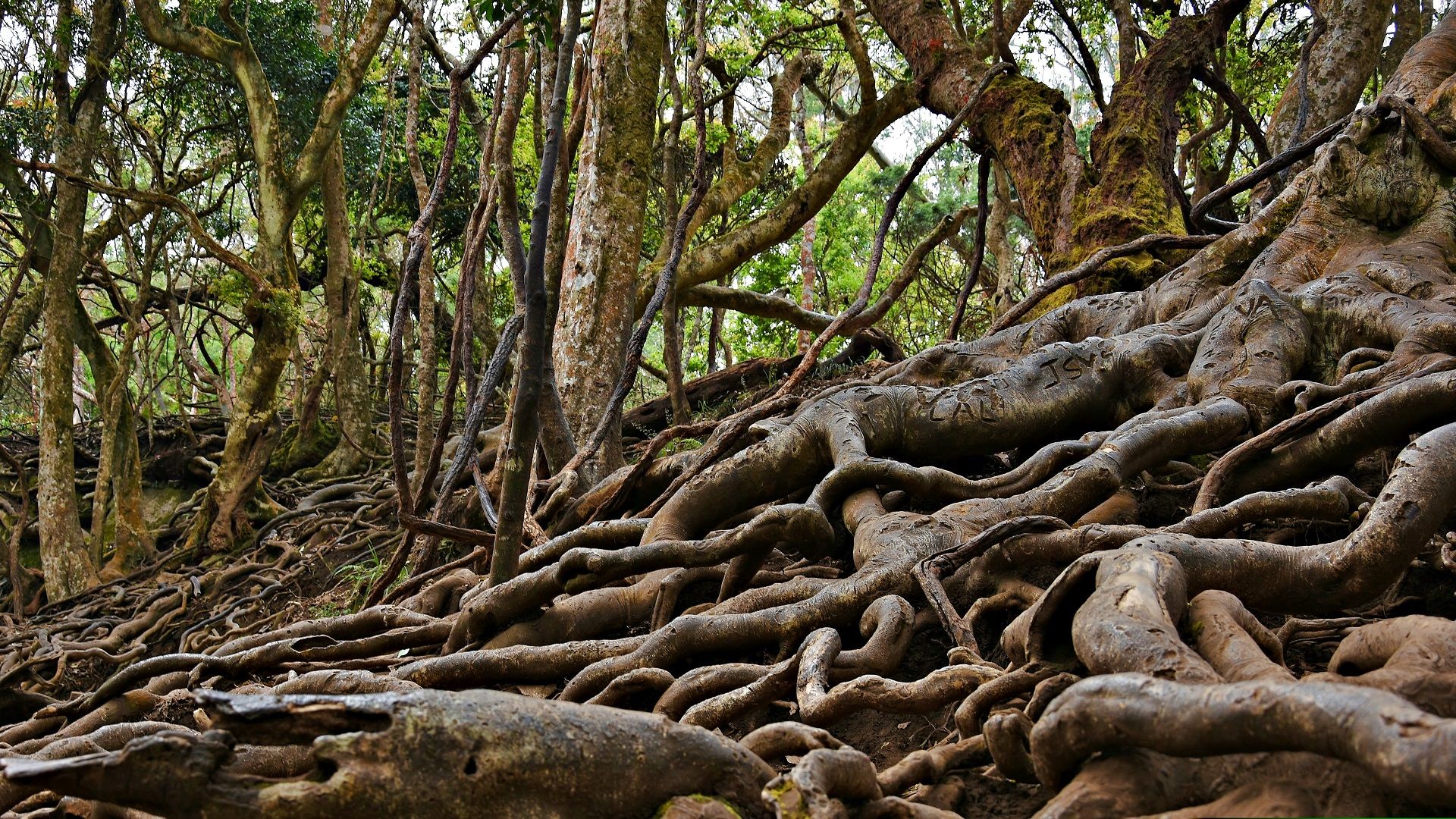 'Manjummel Boys': Filming Locations Of The Survival Thriller In Guna Caves 2024