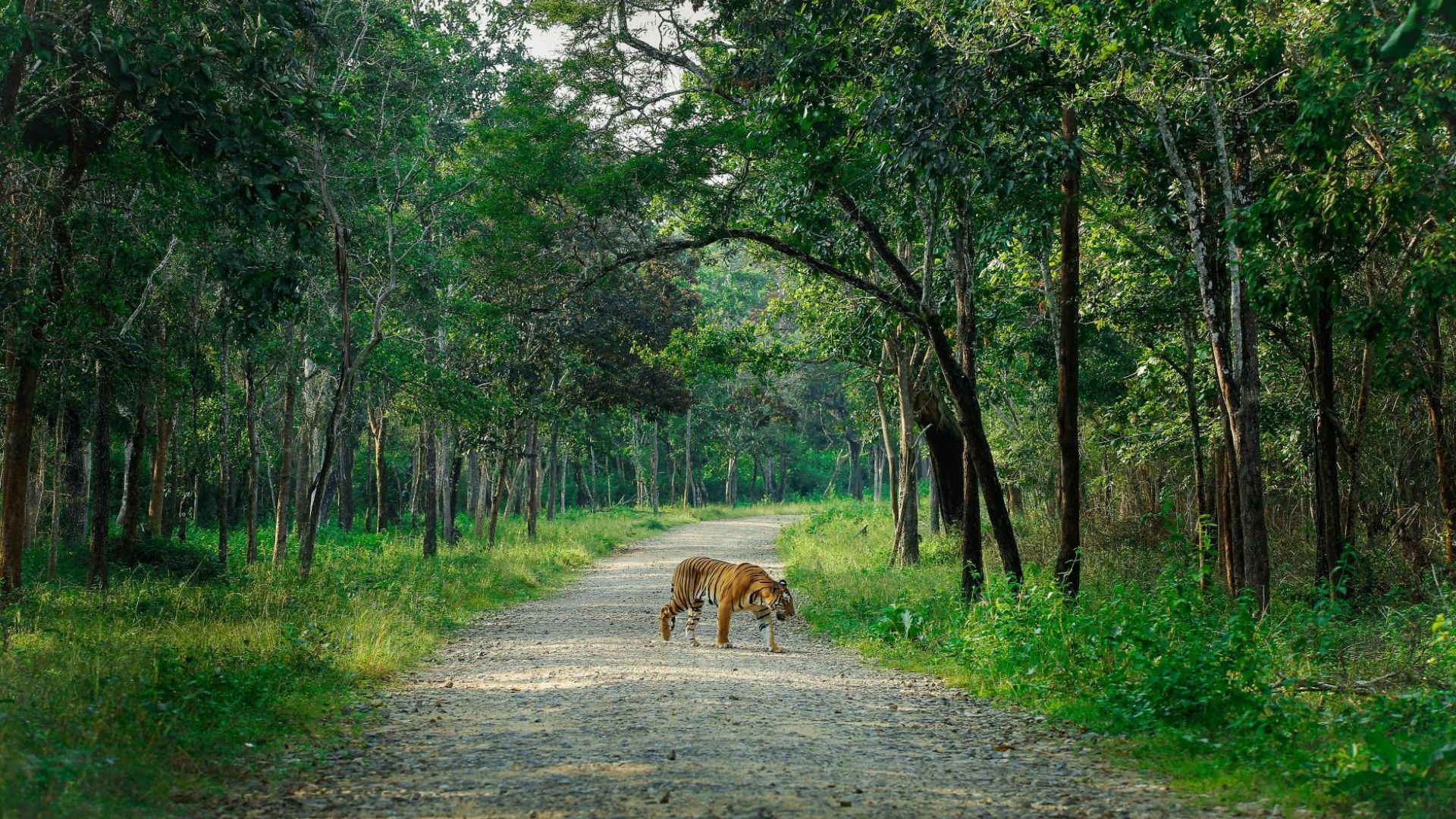 Coorg Itinerary:10 Days Guide To Off-The-beaten-Path Exploration Of Kodagu