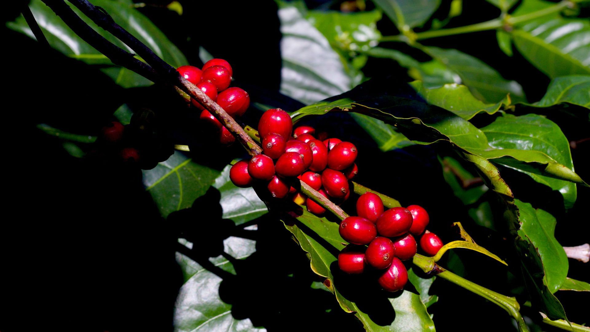 Coorg Itinerary:10 Days Guide To Off-The-beaten-Path Exploration Of Kodagu