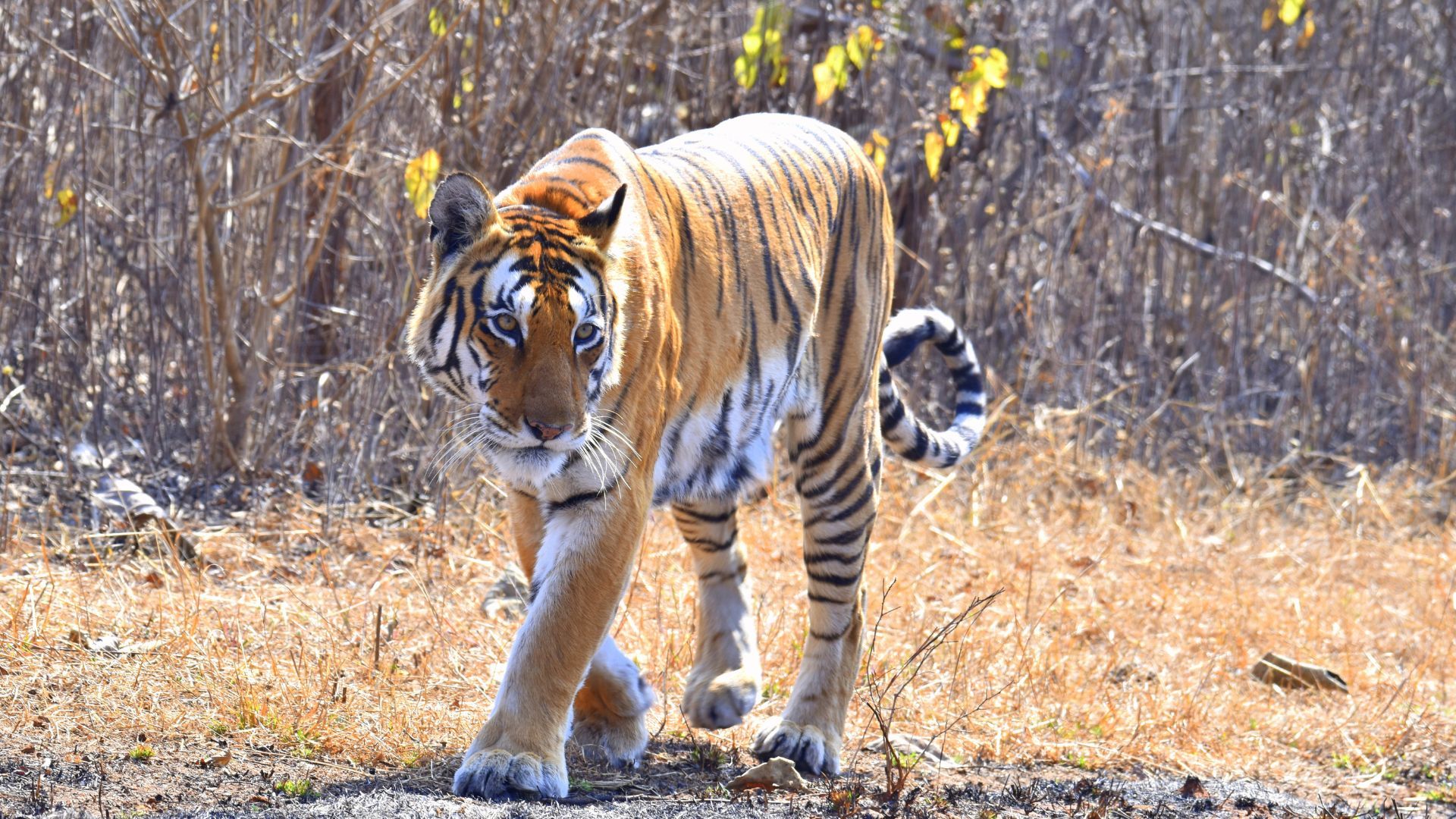 Tigers, Tribes And Terrains Of Panna National Park