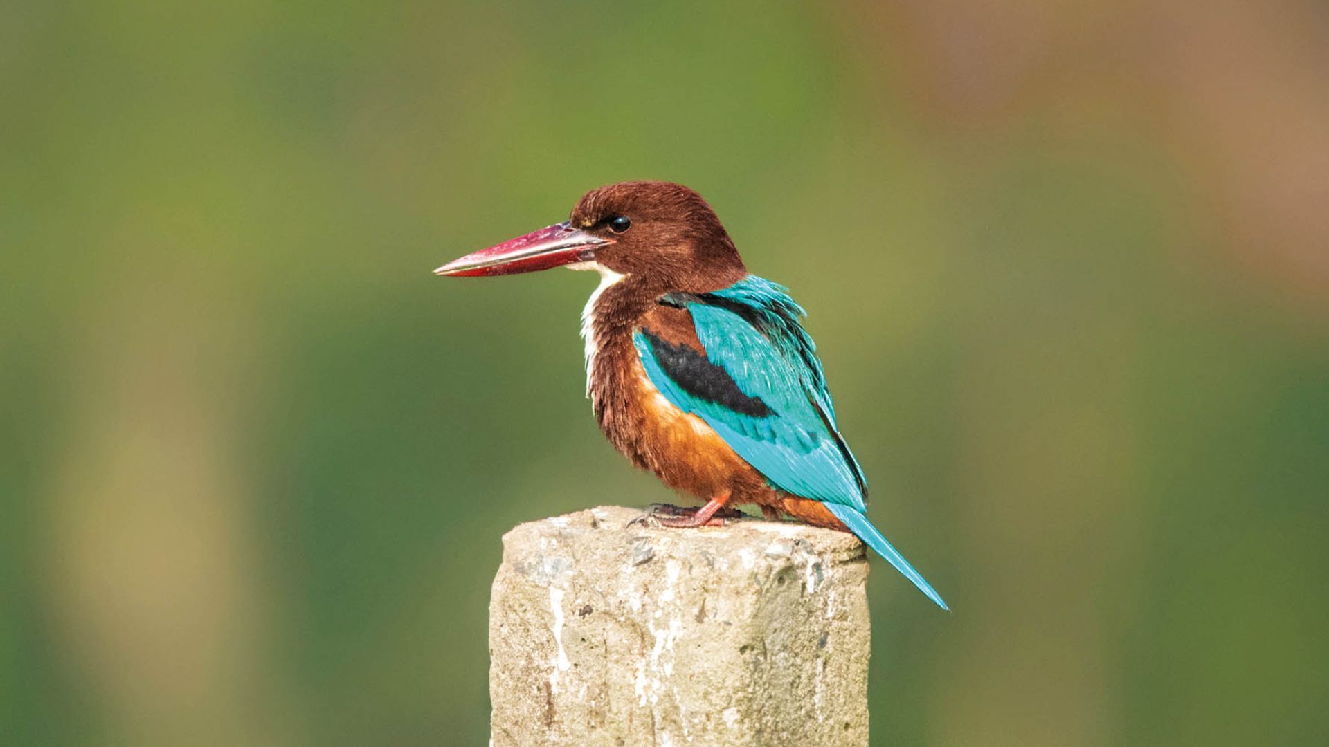 Cruising Through The Sunderbans On The Antara Ganges Voyager