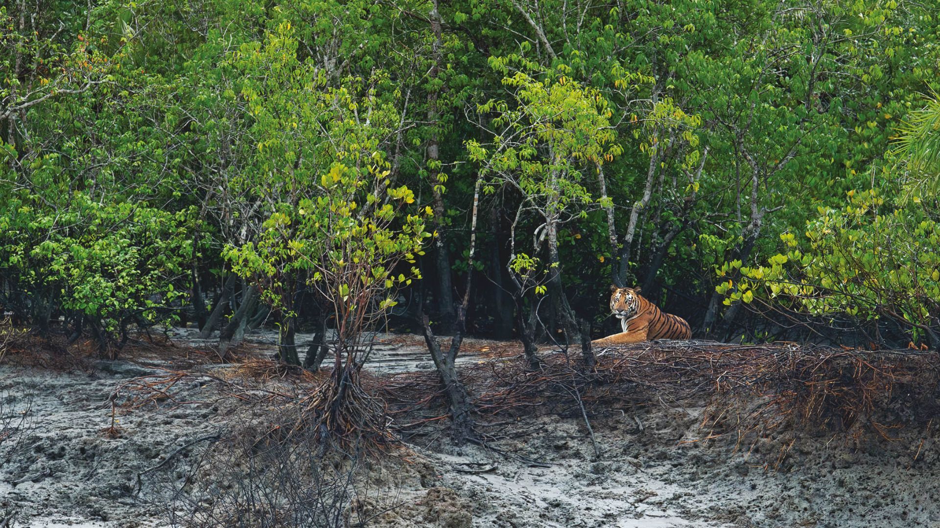 Cruising Through The Sunderbans On The Antara Ganges Voyager