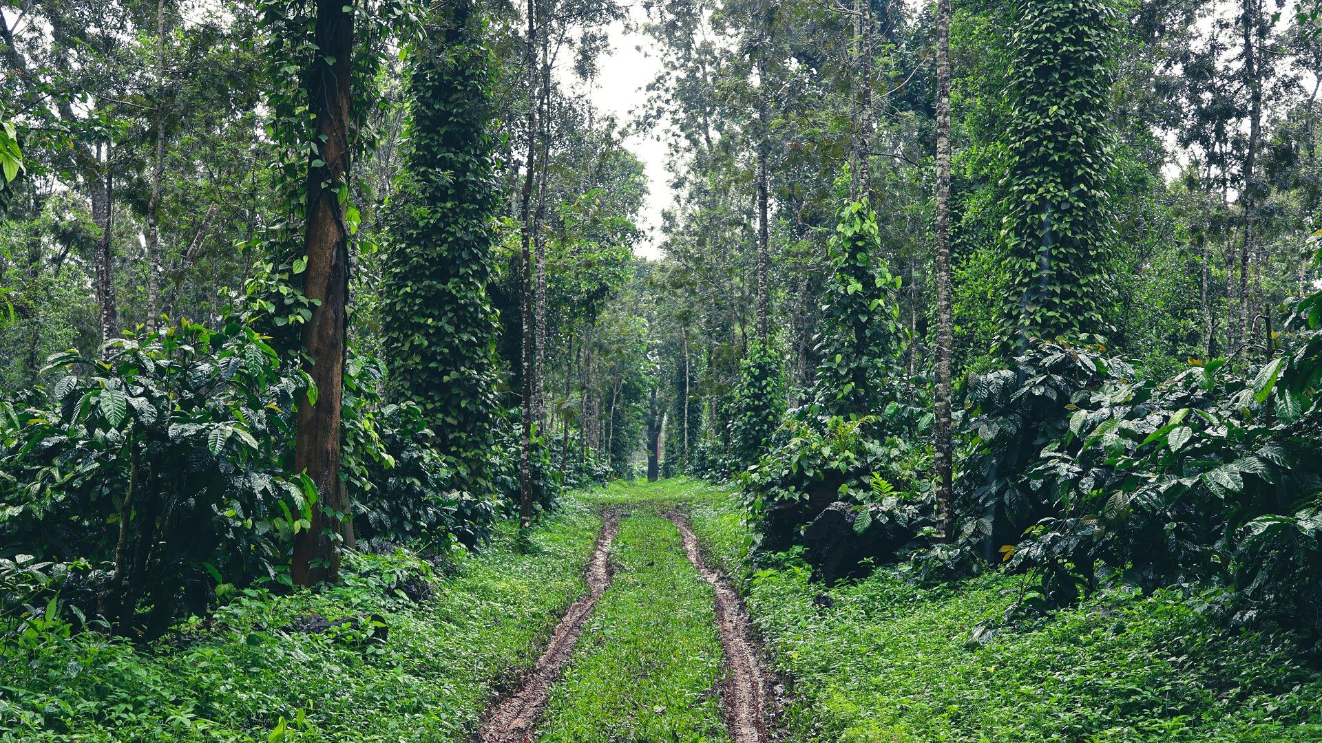 Coffee, Treks & Temples - Best Things To Do & Places To Visit In ...