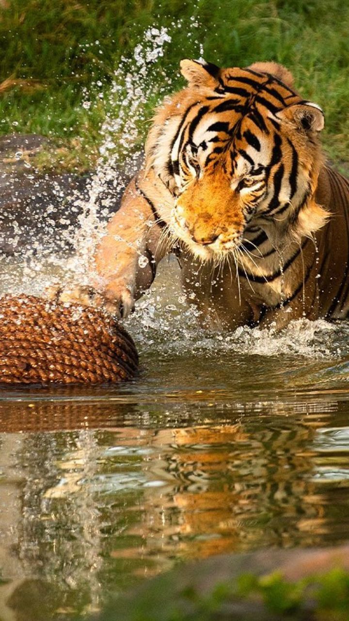 Inside Anant Ambani's Wildlife Sanctuary 'Vantara' In Jamnagar