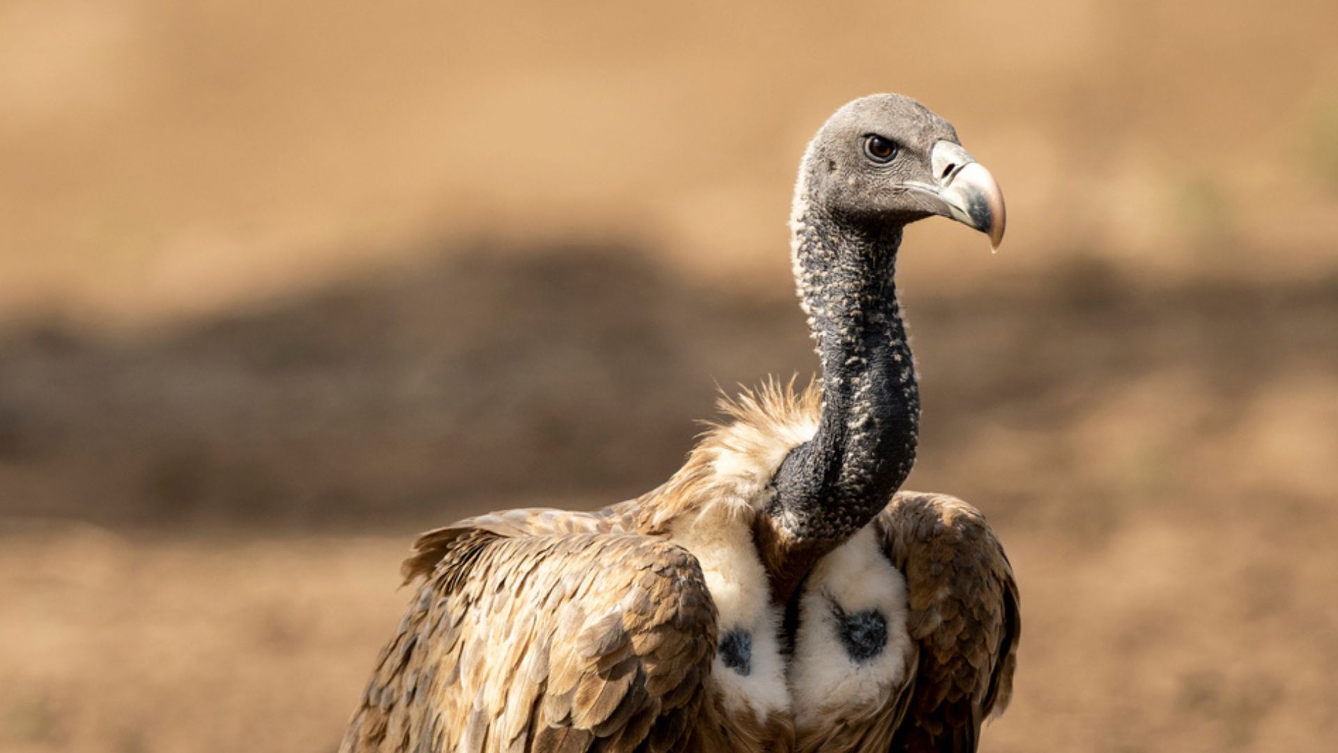 Tiger Safari In India: Best Destinations To Spot The Silent Hunter