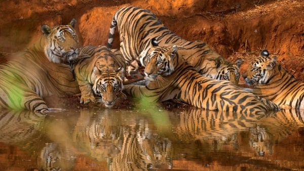 Tiger Safari In India: Best Destinations To Spot The Silent Hunter