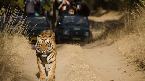 Tiger Safari In India: Best Destinations To Spot The Silent Hunter