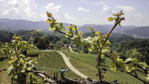 Where To Drink Natural Wine In Austria